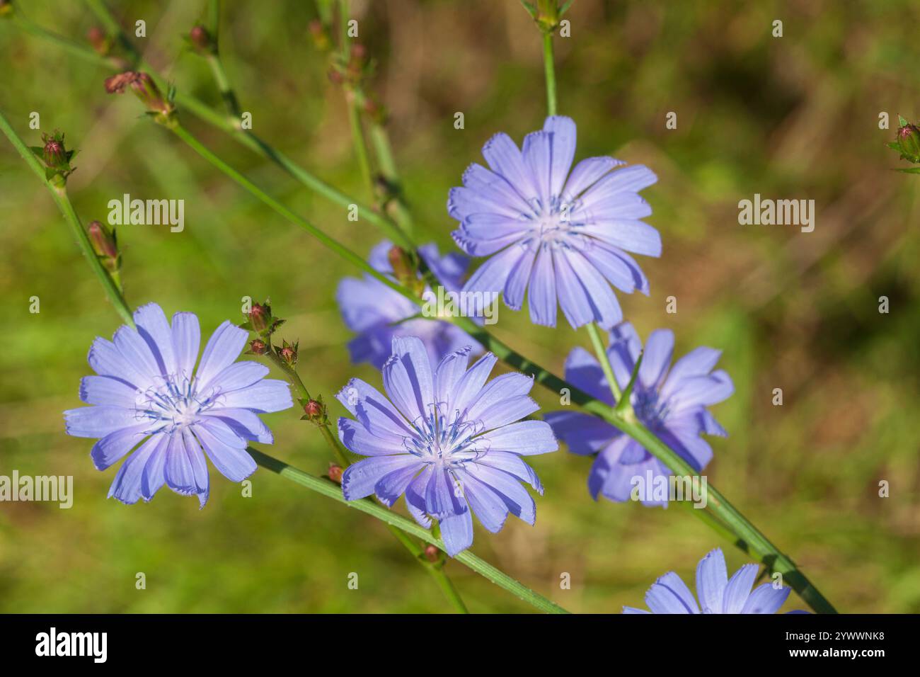 Blue wildflower, common chicory, common chicory (Cichorium intybus ...