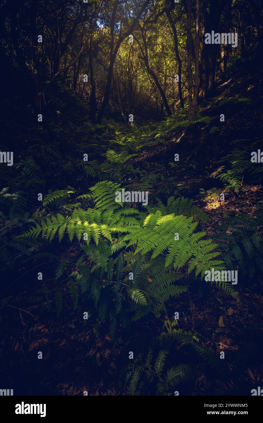Vegetation in the Anaga Rural Park Stock Photo - Alamy