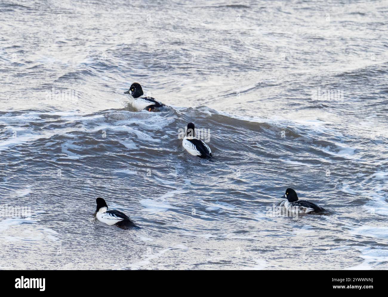 A flock of male Common Goldeneye; Bucephala clangula in Musselburgh ...