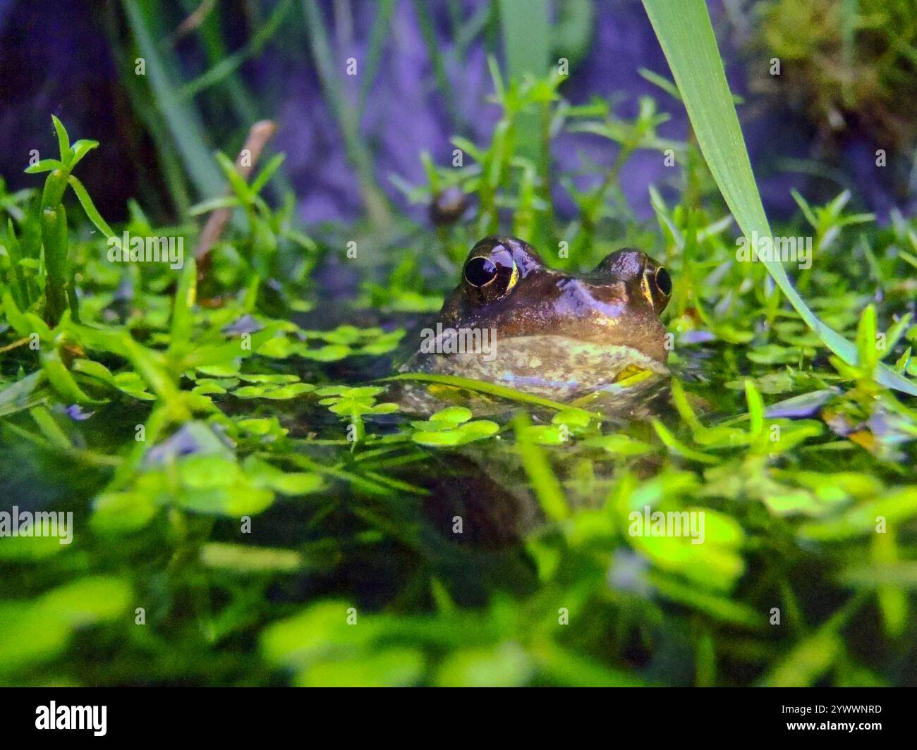 Watching frog hi-res stock photography and images - Alamy