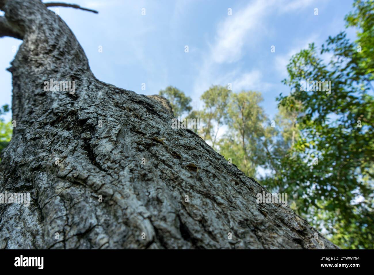 Tree Trunk with Detailed Bark and Green Canopy. A Close-Up of a Tree's ...