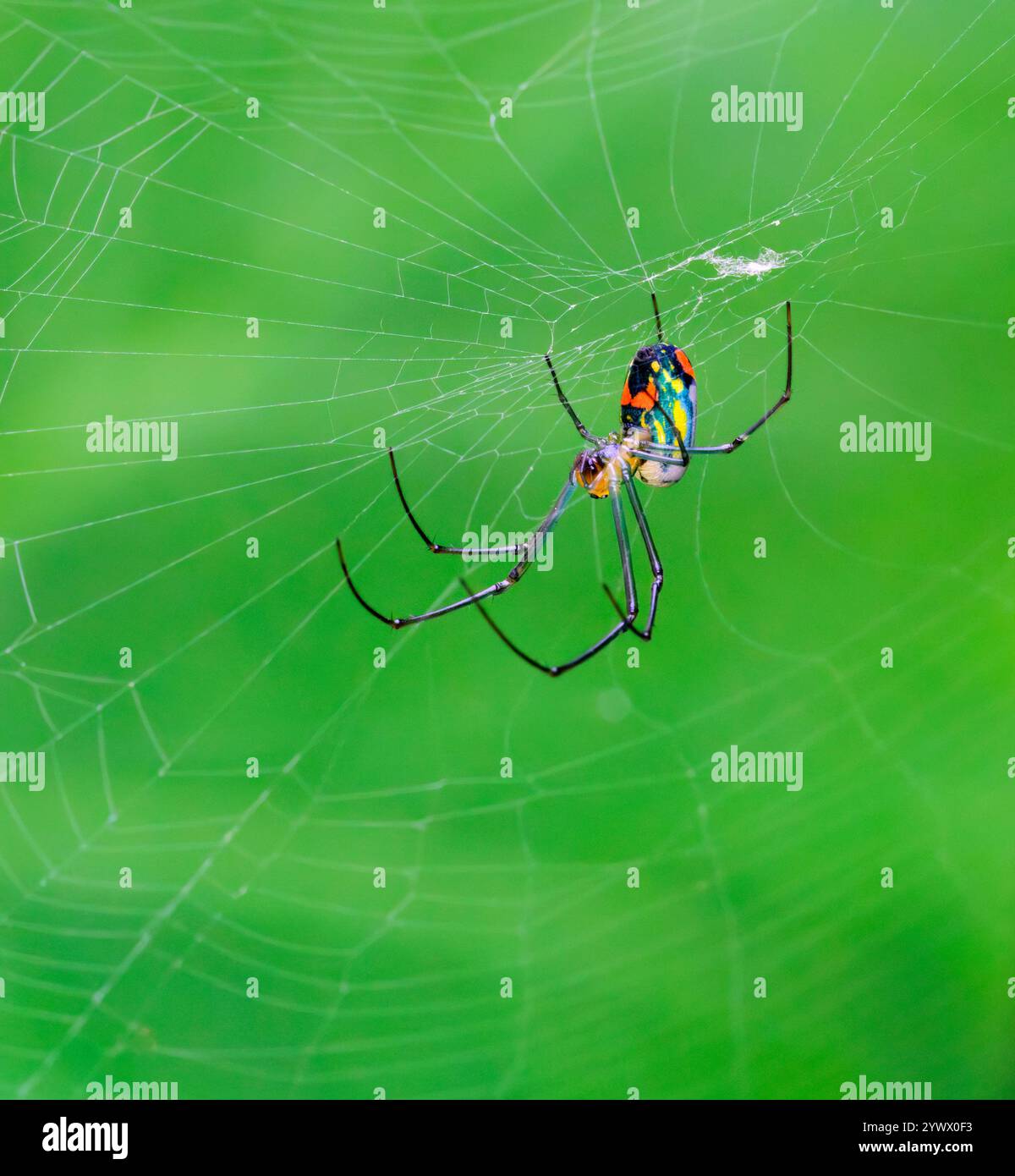 Mabels orchard orb weaver hi-res stock photography and images - Alamy