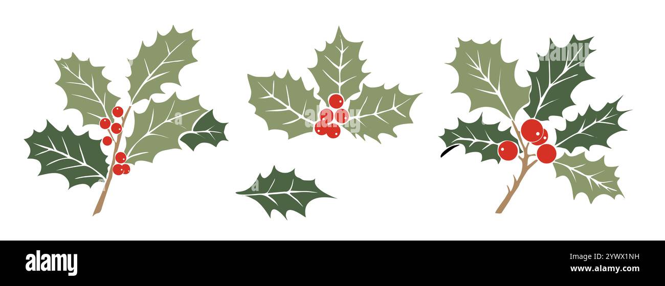 Set of Holly, December birth month flowers Stock Vector Image & Art - Alamy