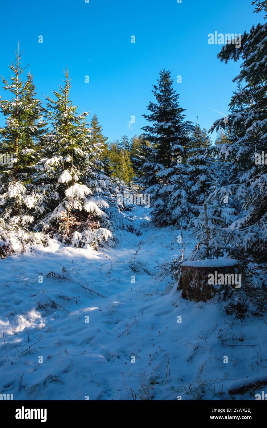 Tall pine trees blanketed hi-res stock photography and images - Alamy