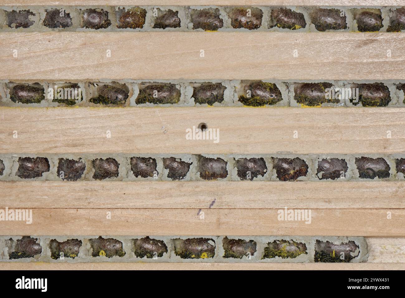 Red mason bee (Osmia bicornis) cocoons within nest cells sealed with ...