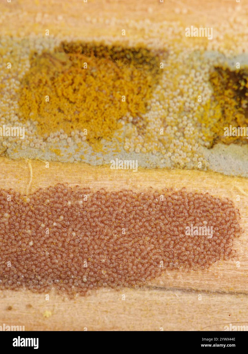 Osmia bee mite (Chaetodactylus osmiae) colony infesting Red mason bee ...