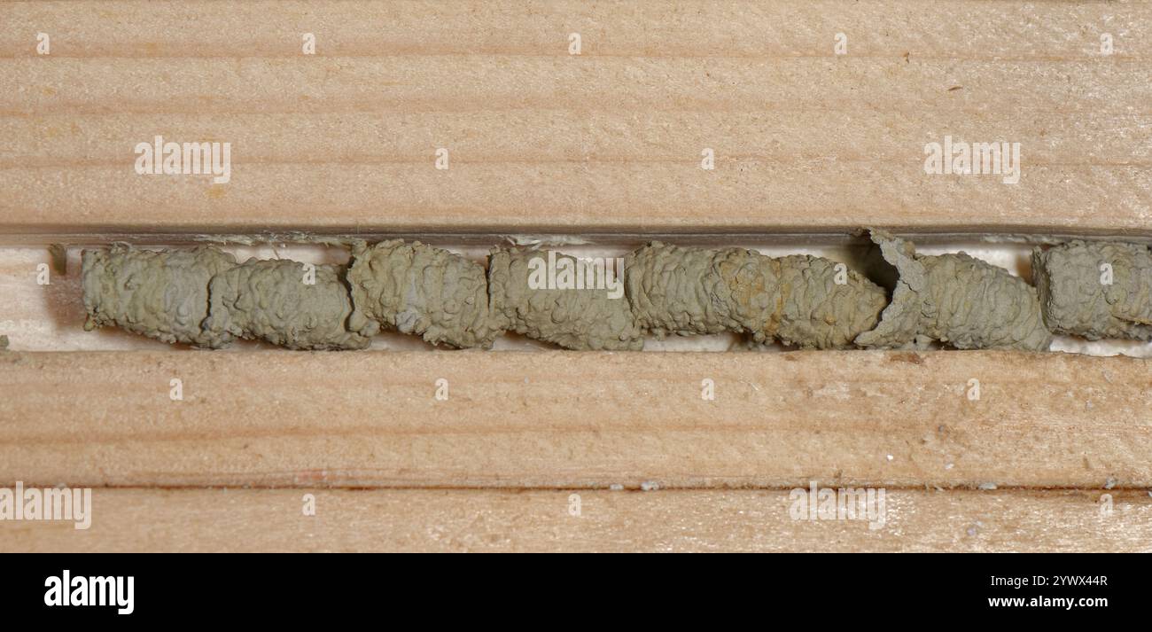 Spider wasp auplopus carbonarius hi-res stock photography and images ...