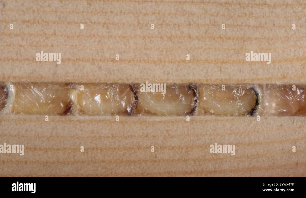 Yellow-faced bee (Hylaeus sp.) larvae in nest cells in an insect hotel ...