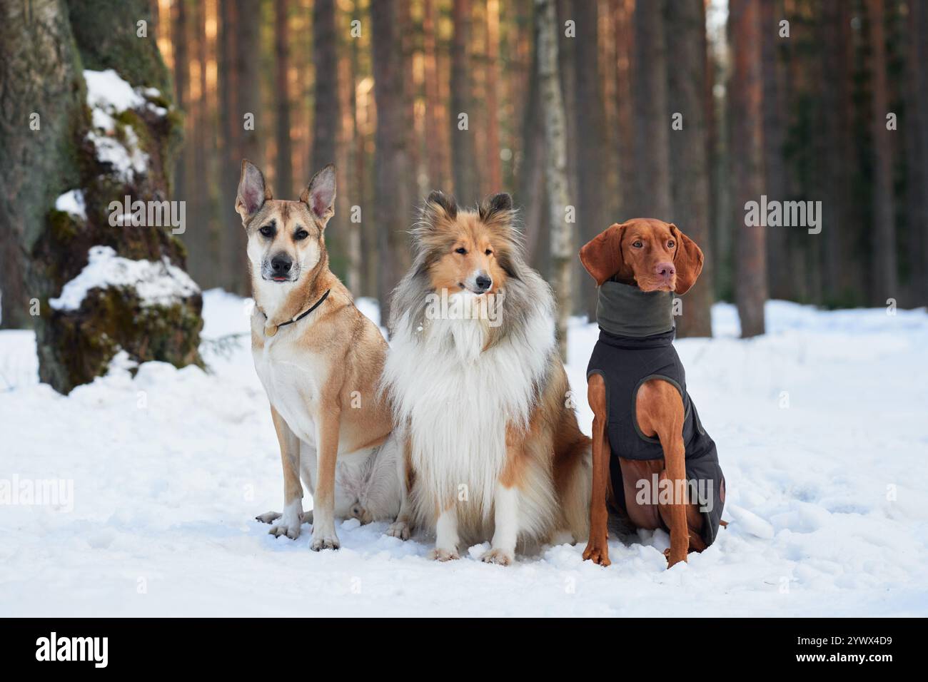 Three dogs sit side by side in a peaceful snowy woodland. Their diverse ...