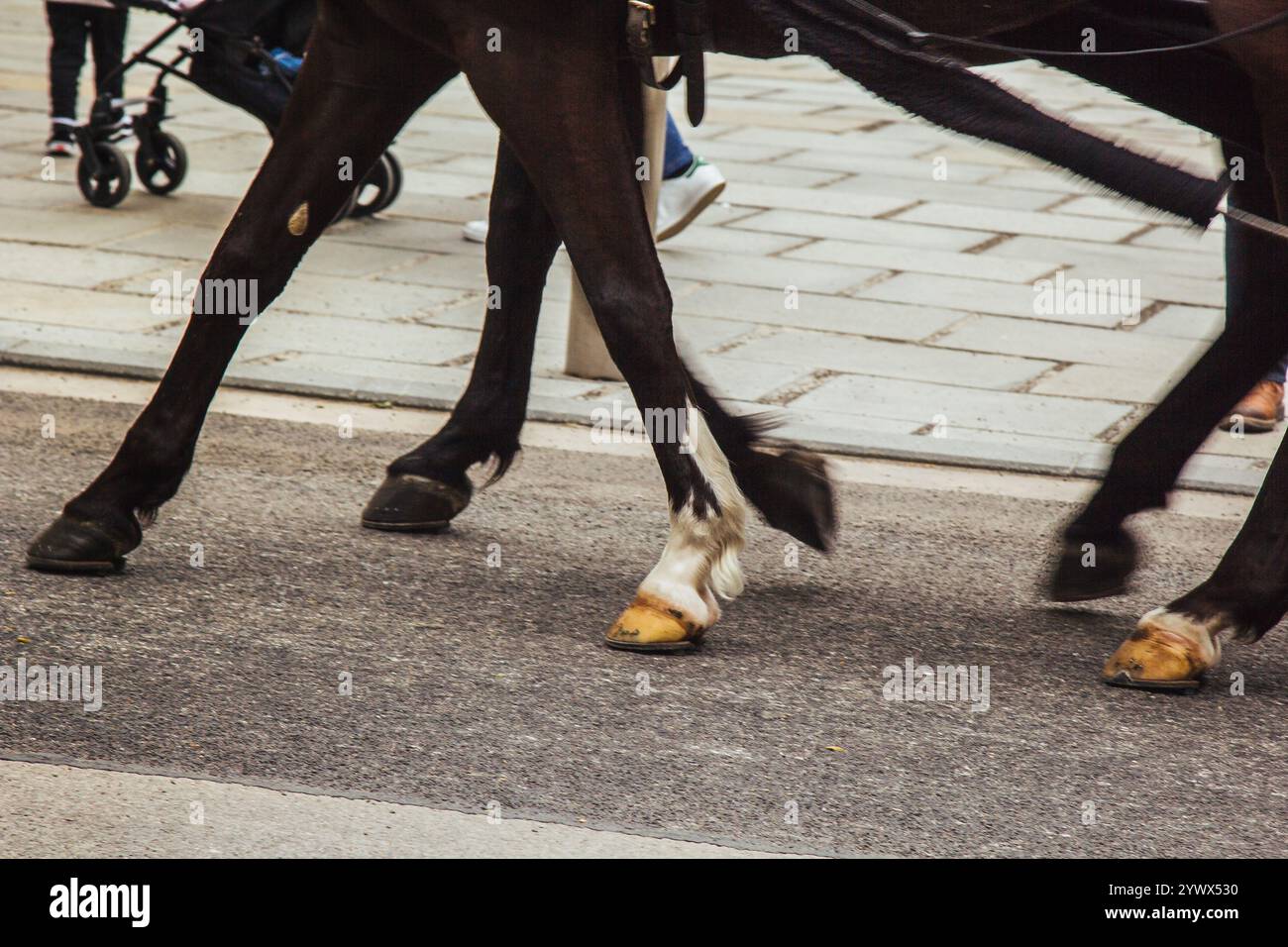 Vienna, Austria - May 12, 2019: Close-up photo of legs and hooves of ...