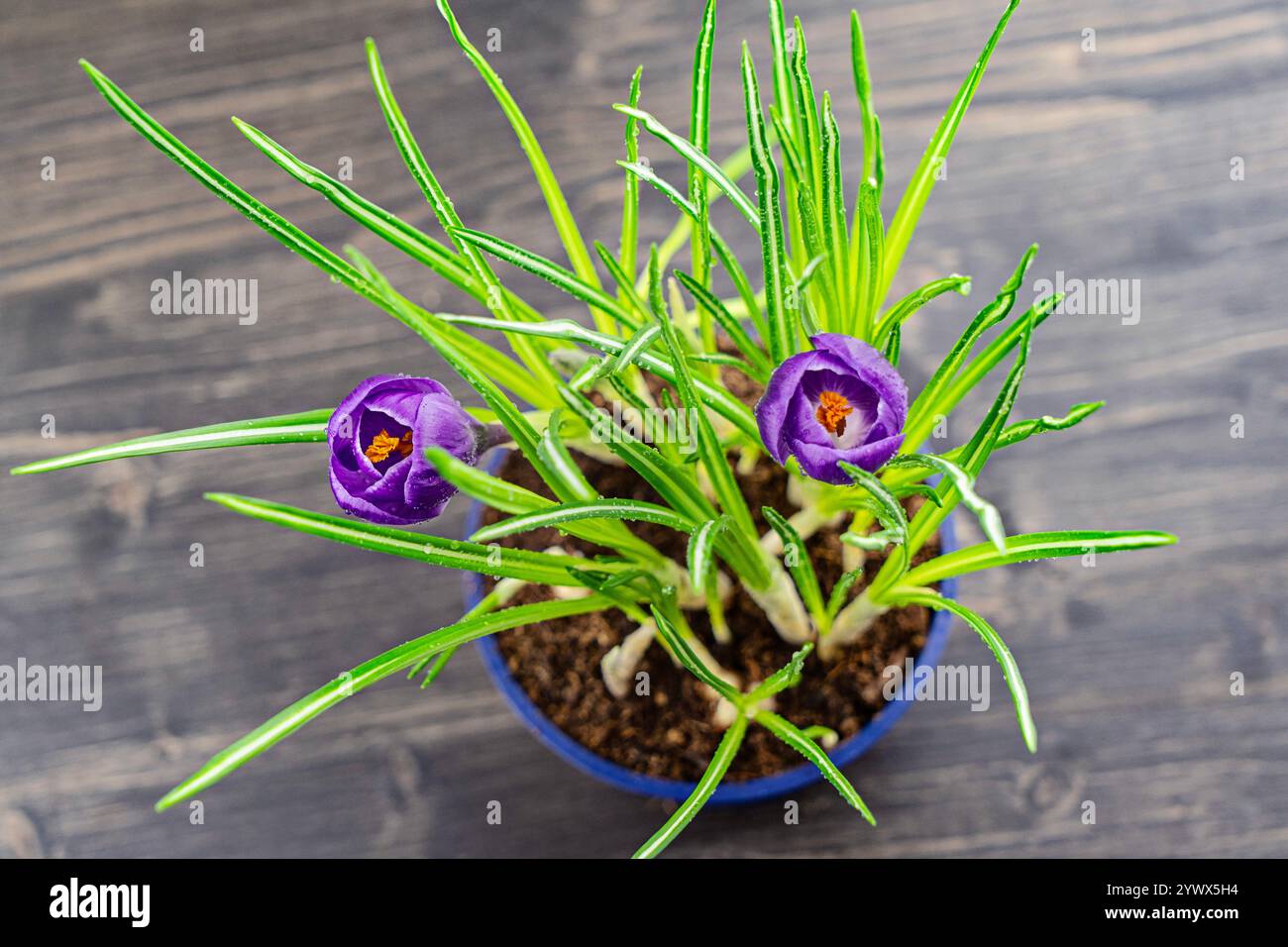 Potted crocus care hi-res stock photography and images - Alamy