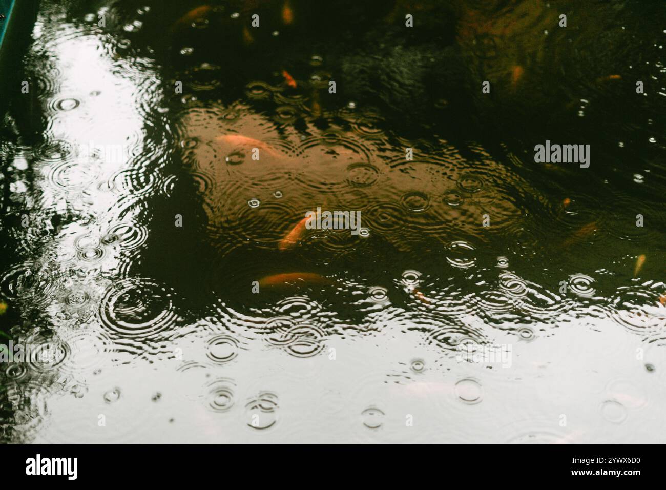 Pond fish ripples raindrops water hi-res stock photography and images ...