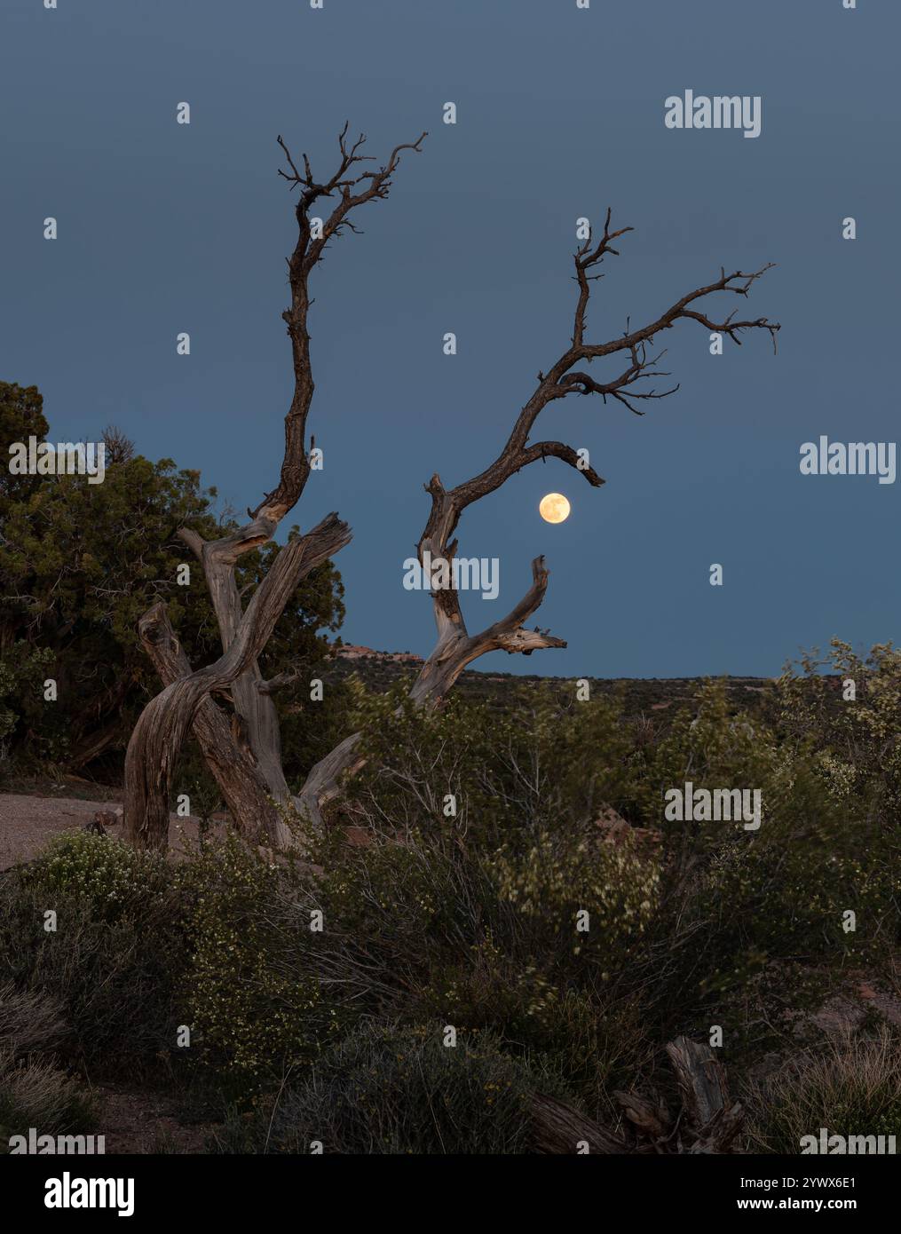 Moon rise through a dead tree at horse-thief campground near ...