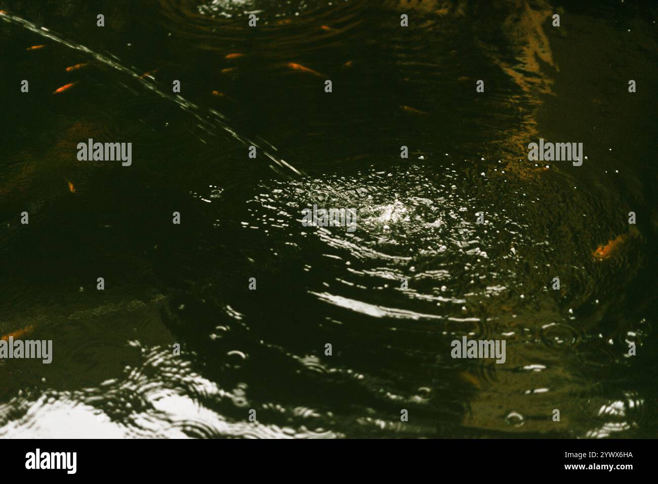 A fish pond with gentle raindrops creating ripples on the water surface ...