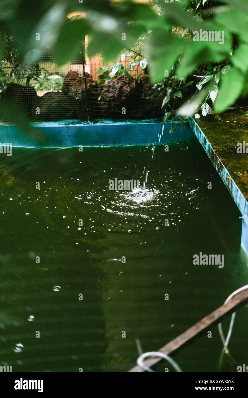 Water droplet falling into pond hi-res stock photography and images - Alamy