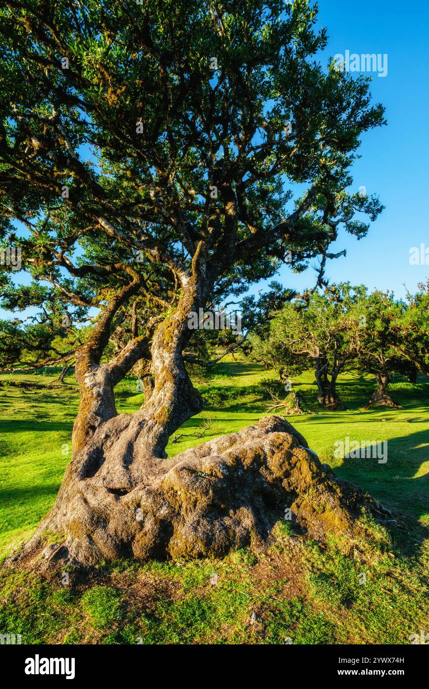 Fanal forest trees on Madeira island, Portugal Stock Photo - Alamy