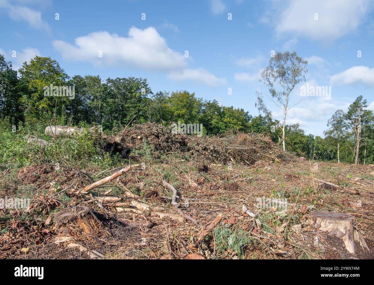 Lone tree left after deforestation hi-res stock photography and images ...