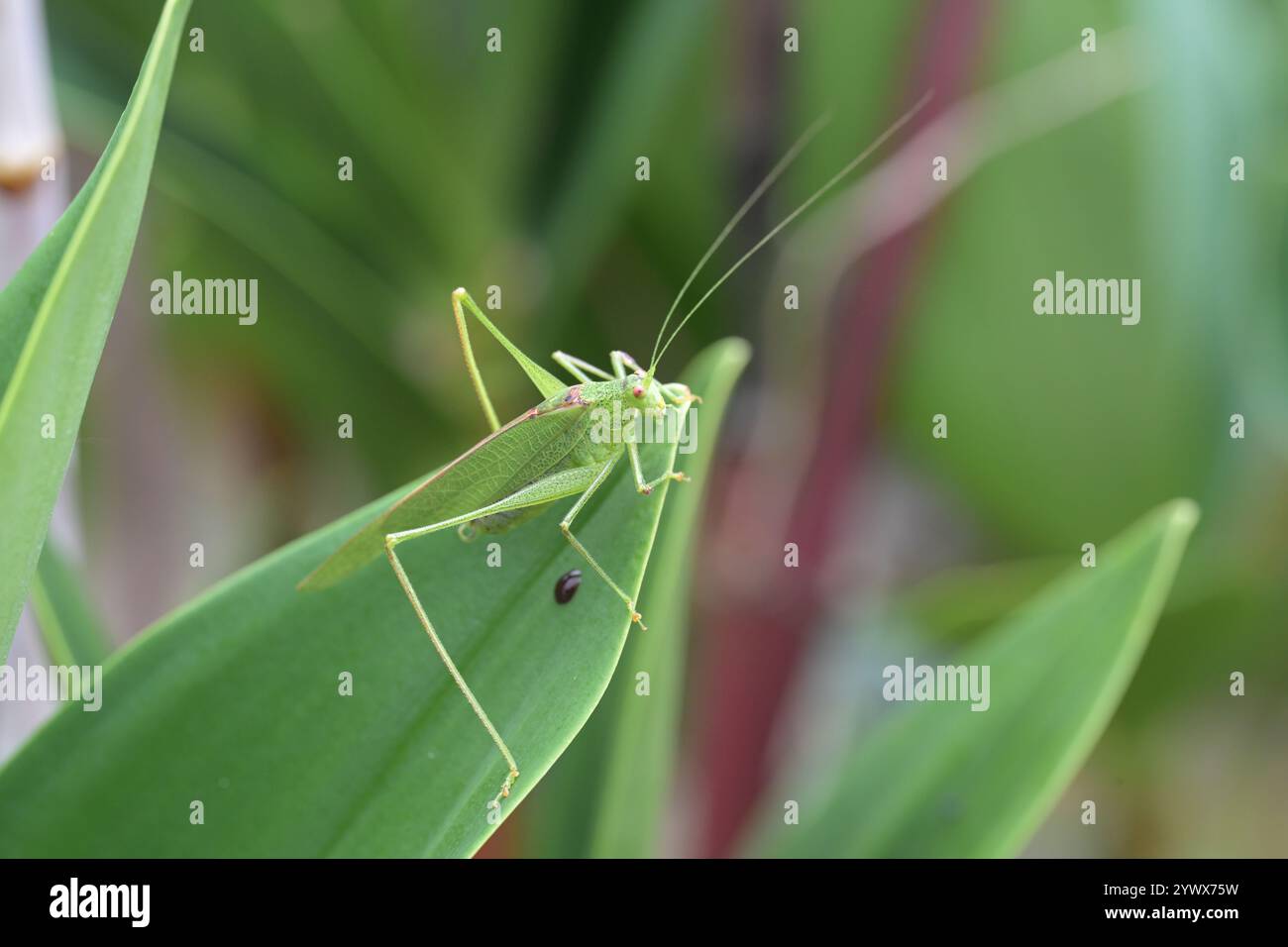 Insects plants hi-res stock photography and images - Alamy