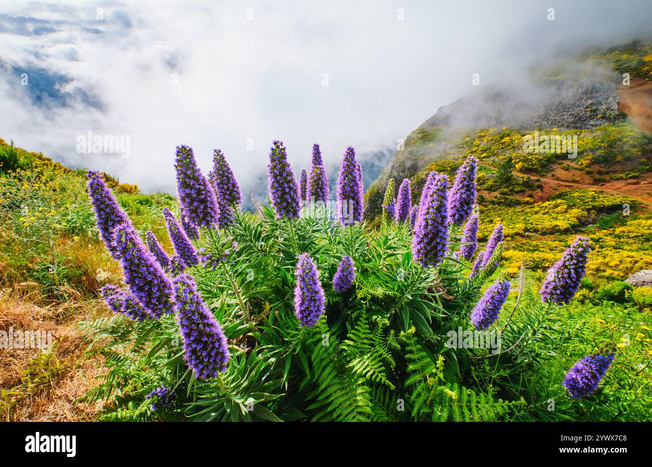 Madeira landscape with Pride of Madeira flowers and blooming Cytisus ...