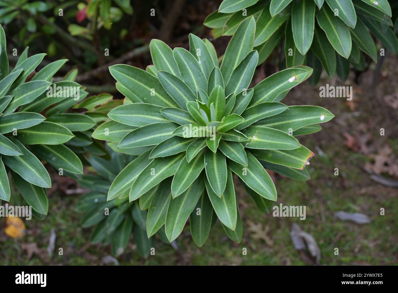 Azores, Portugal, Plants and gardens native Euphorbia stygiana Stock ...