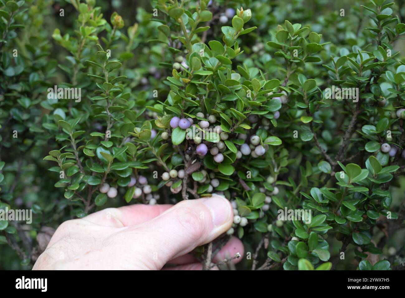 Azores, Portugal, Plants and gardens native plant Myrsine retusa Stock ...