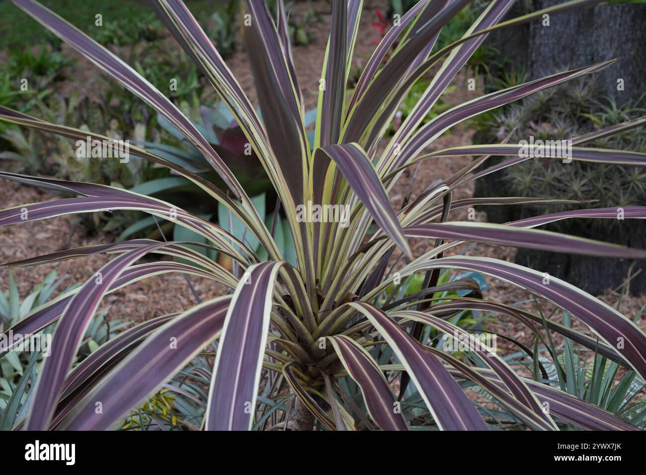 Azores, Portugal, Plants and gardens Stock Photo - Alamy