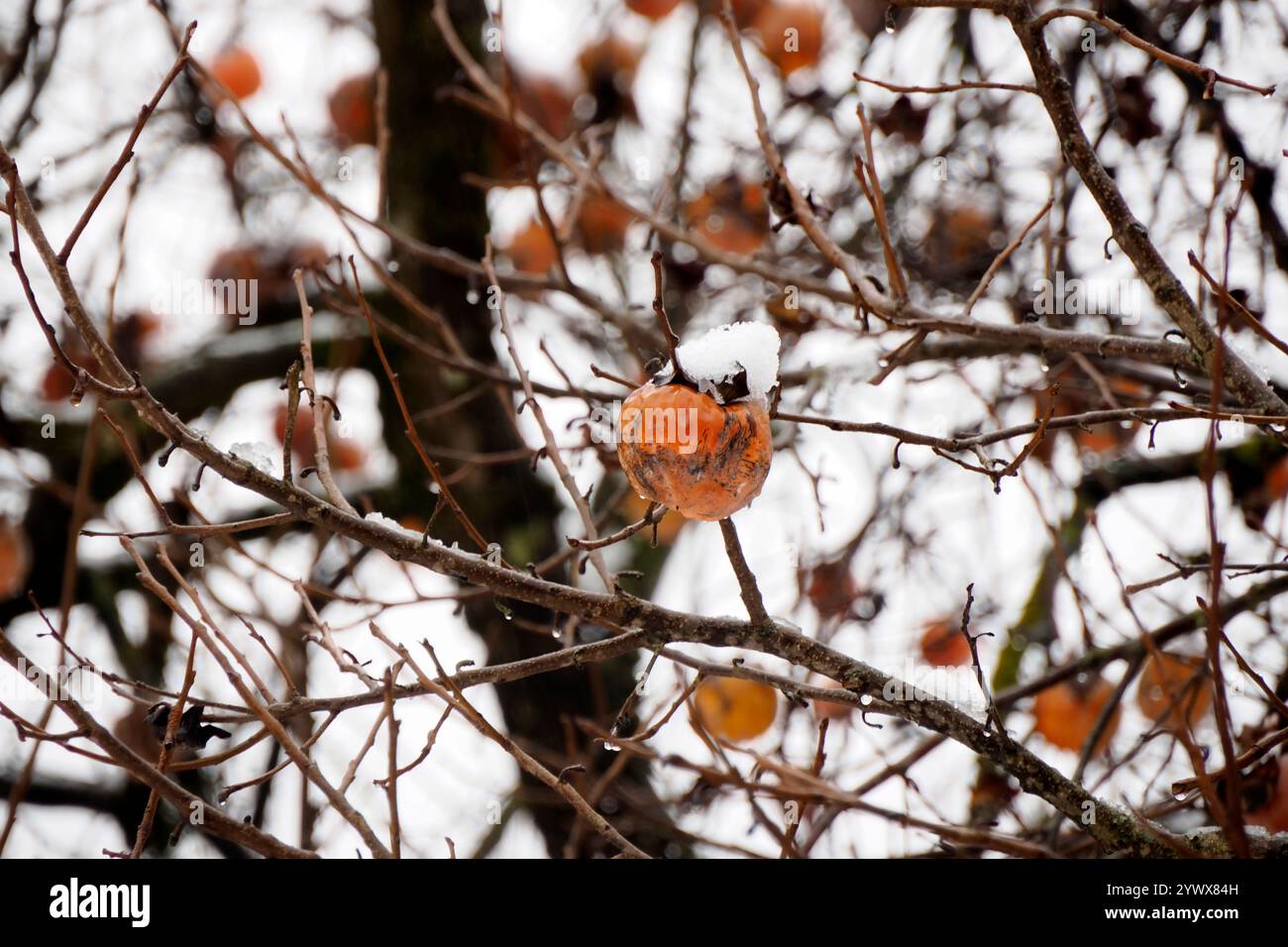 persimmon fruit kaki tree under the snow detail Stock Photo - Alamy
