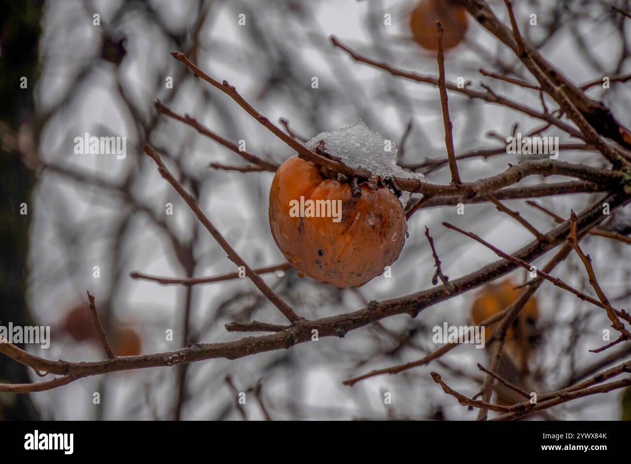 Orange fruit tree snow hi-res stock photography and images - Alamy