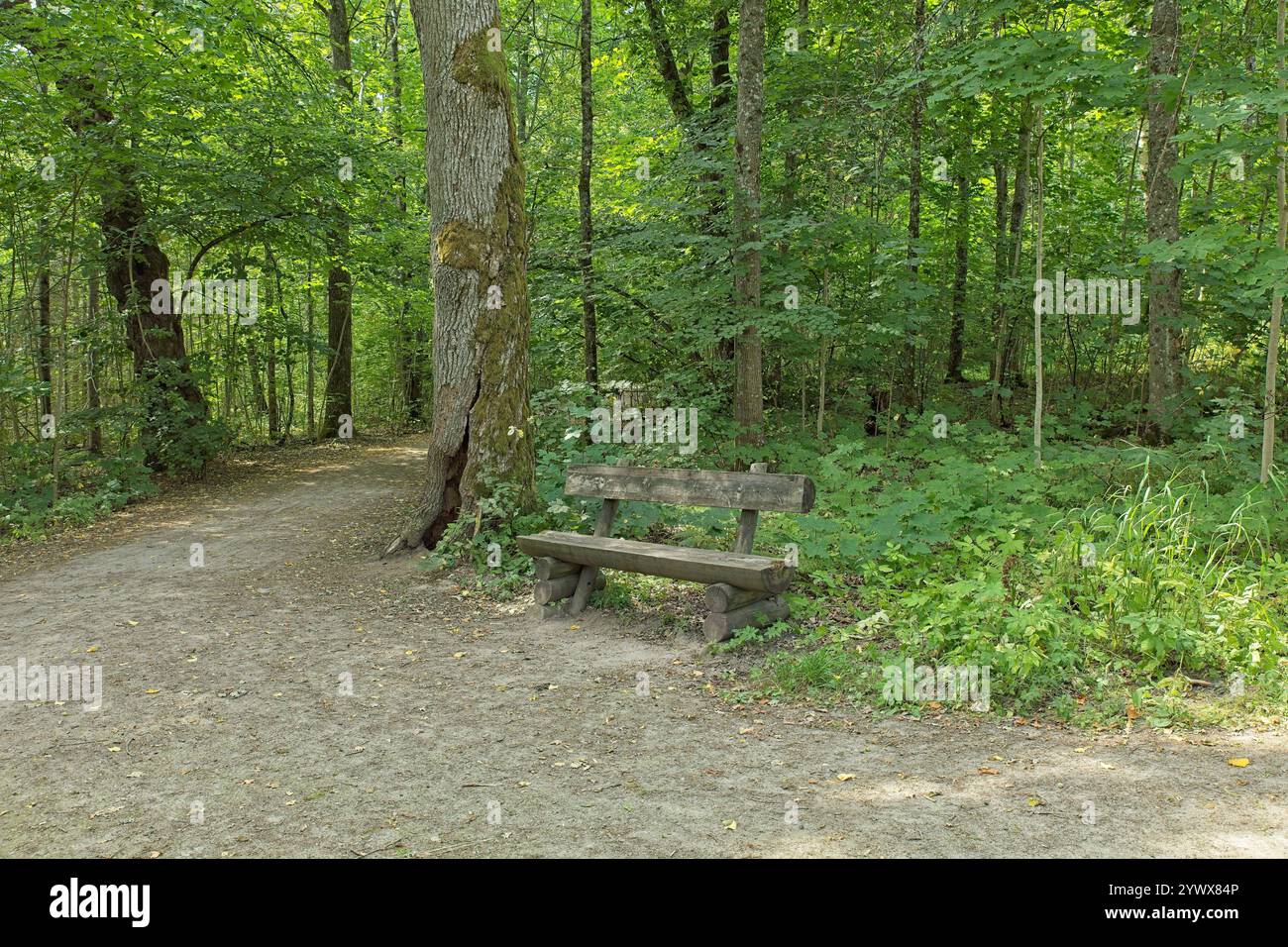 Weathered wooden park bench hi-res stock photography and images - Alamy