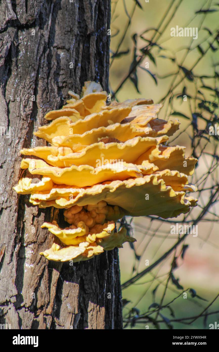 Yellow mushroom on a tree. Polypore fungus. Forest plant on bark Stock ...