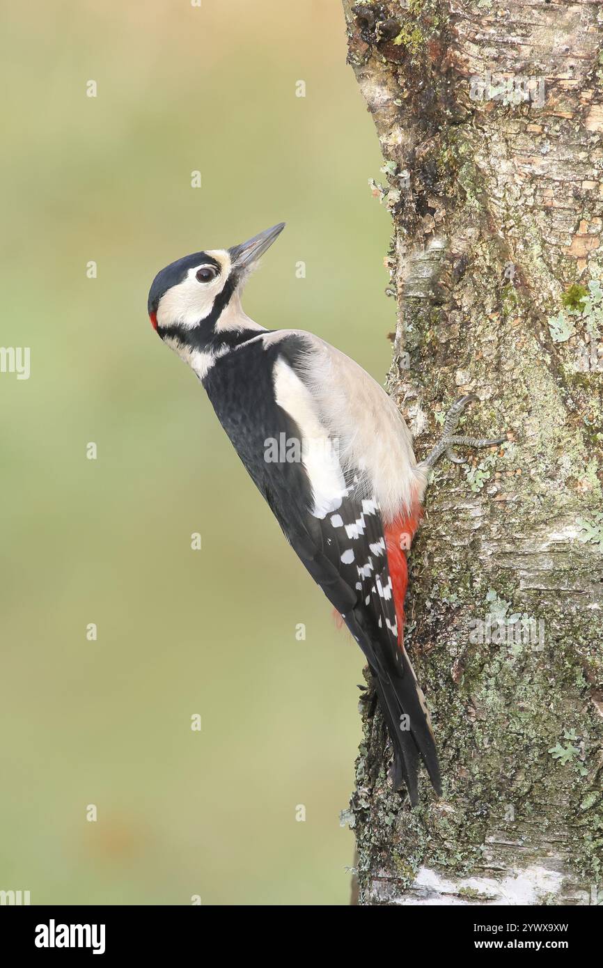 Great spotted woodpecker (Dendrocopus major), with red, black and white ...
