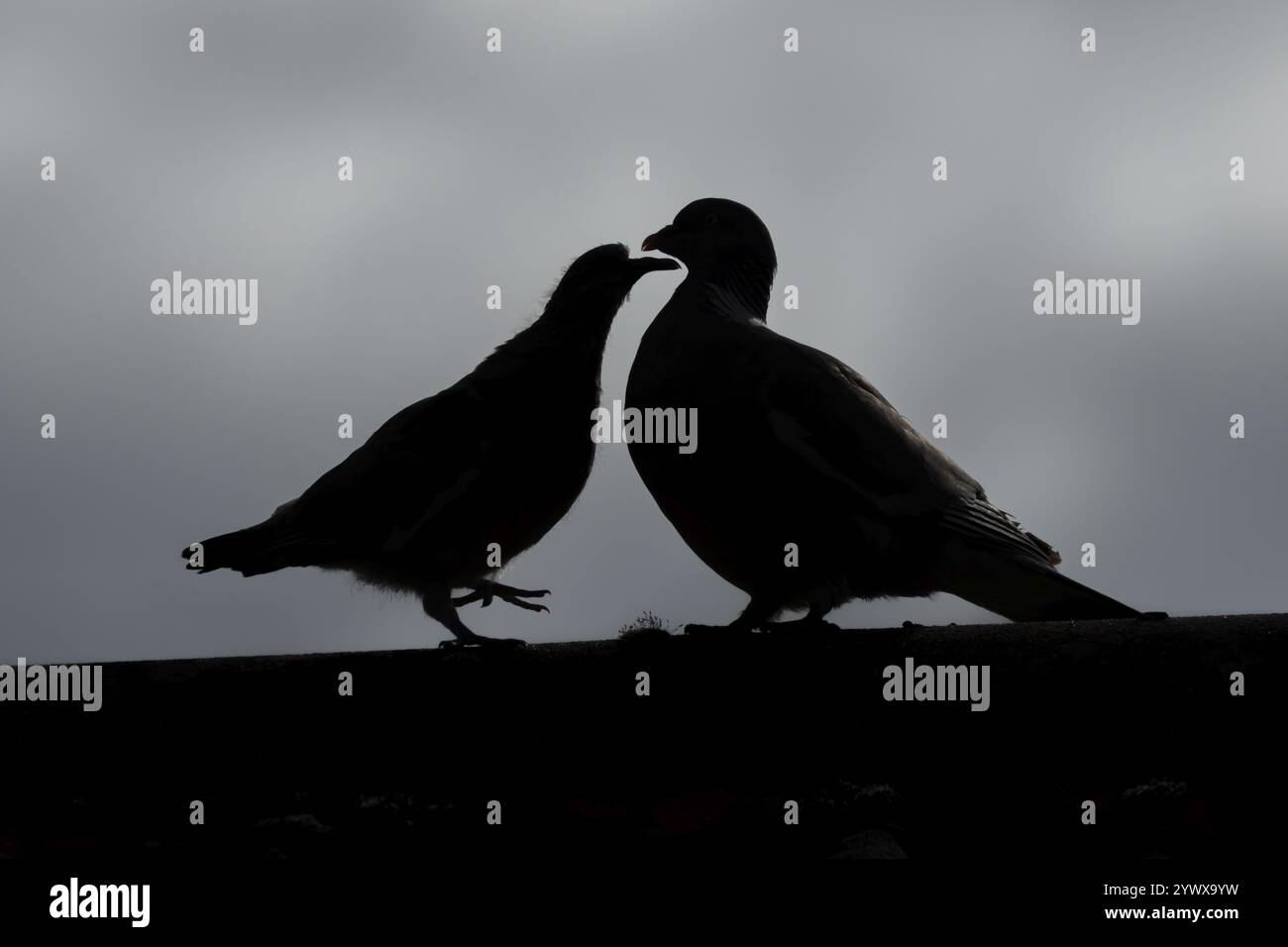 Wood pigeon (Columba palumbus) silhouette of two birds a juvenile baby ...