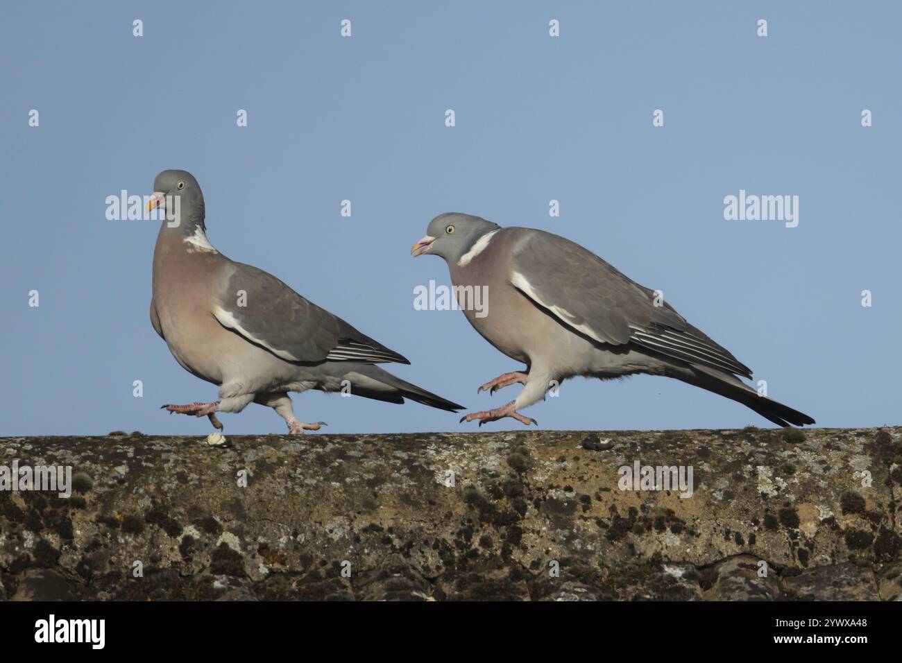 Two pigeons displaying courtship behavior hi-res stock photography and ...