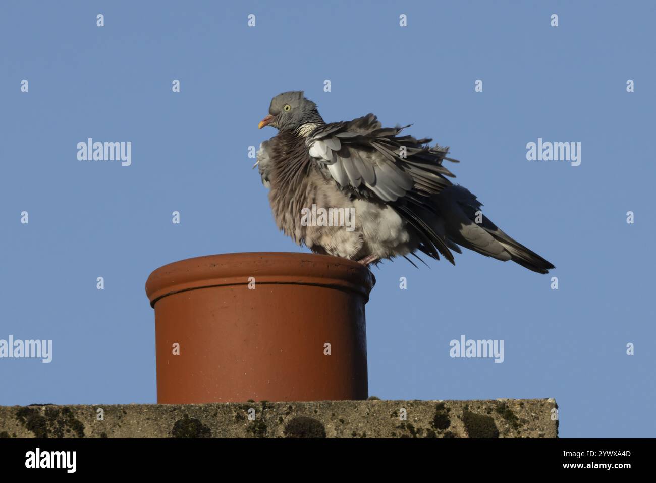 Wood pigeon (Columba palumbus) adult bird shaking its feathers on an ...