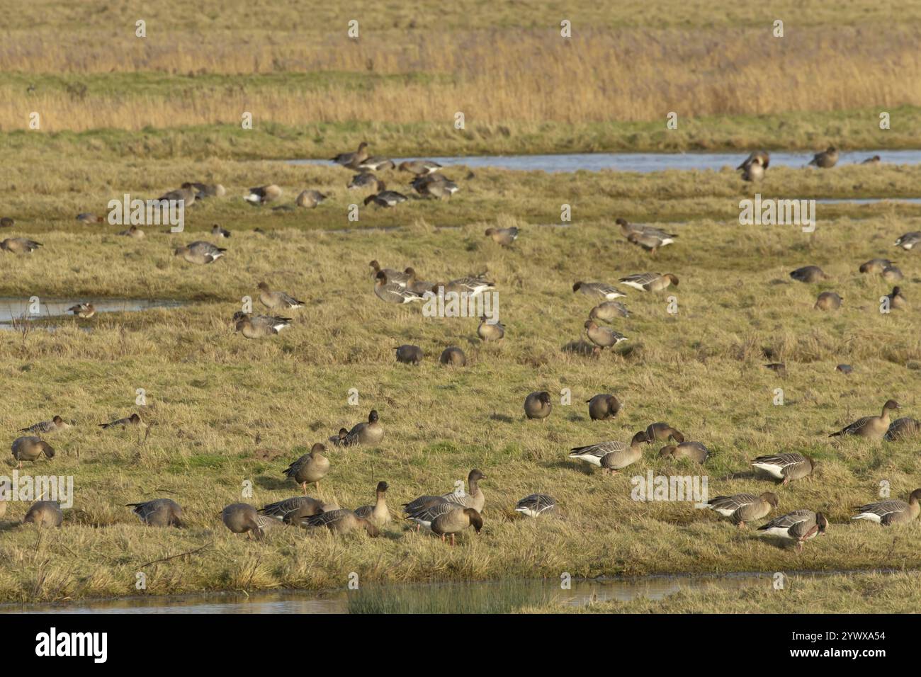 England wild grasslands winter hi-res stock photography and images - Alamy