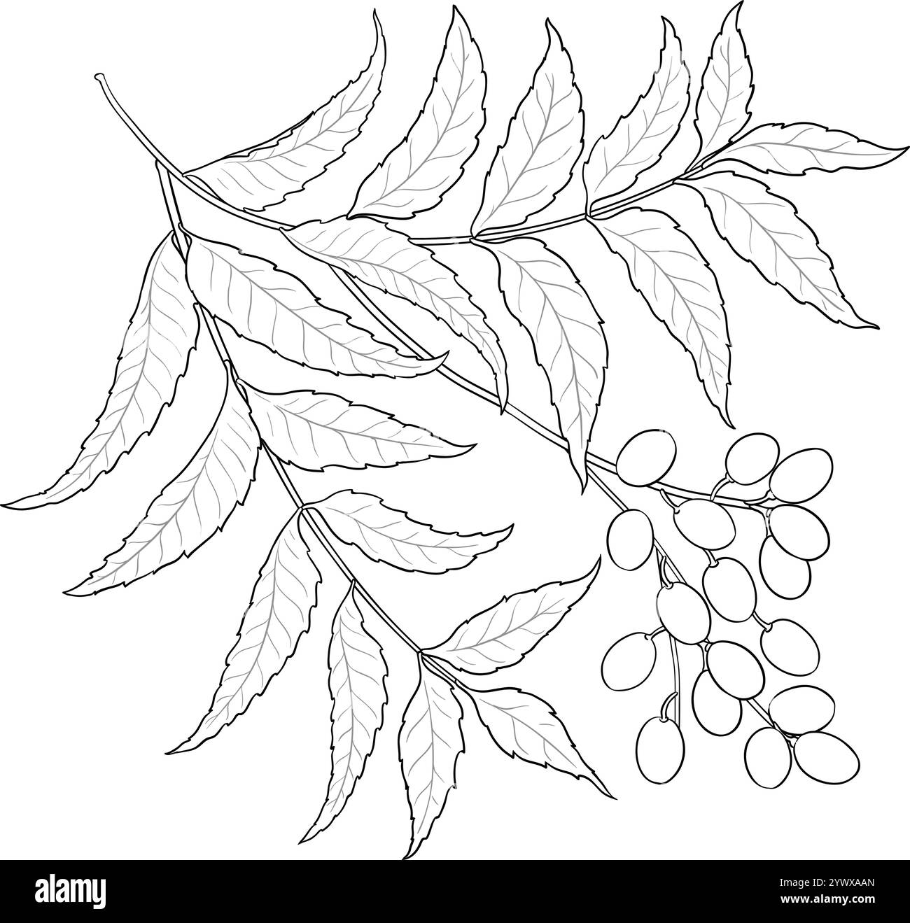 Neem Branch Isolated Outline Illustration Stock Vector Image & Art - Alamy
