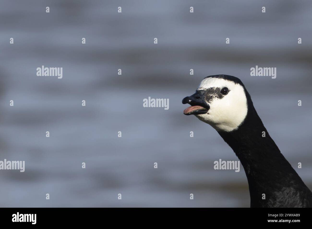Barnacle goose (Branta leucopsis) adult bird calling on a lake, England ...