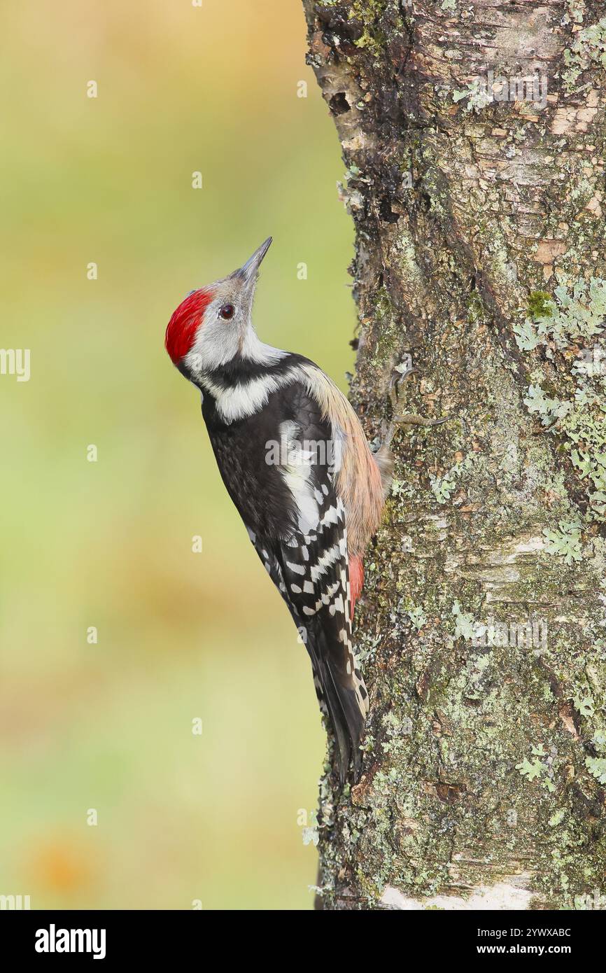 Middle spotted woodpecker (Dendrocopos medius), with red, black and ...