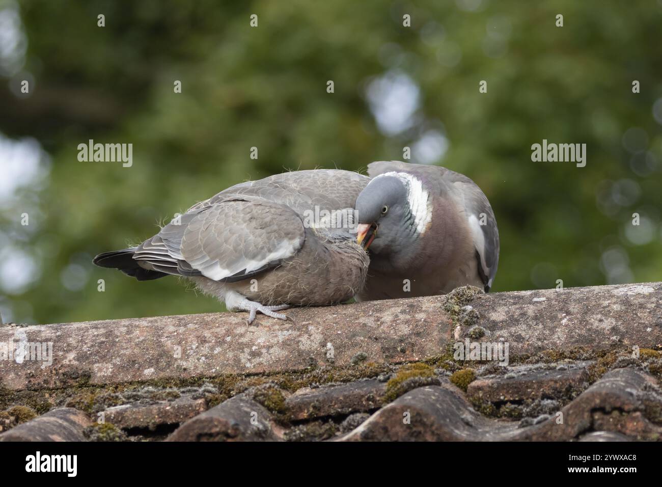 Wood pigeon (Columba palumbus) two birds adult bird feeding a juvenile ...