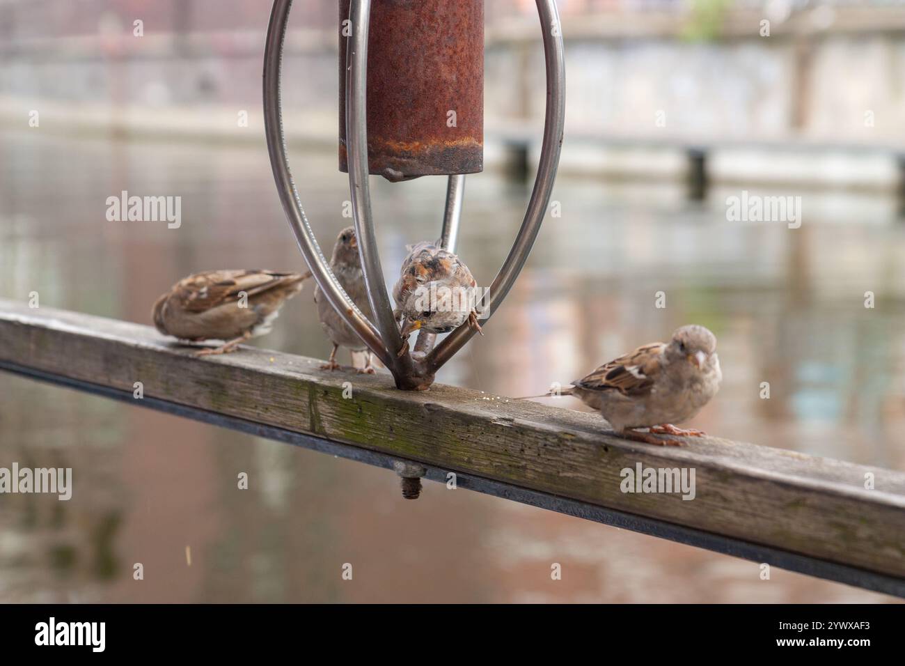four sparrows on a wooden railing, one sparrow in focus in an ...