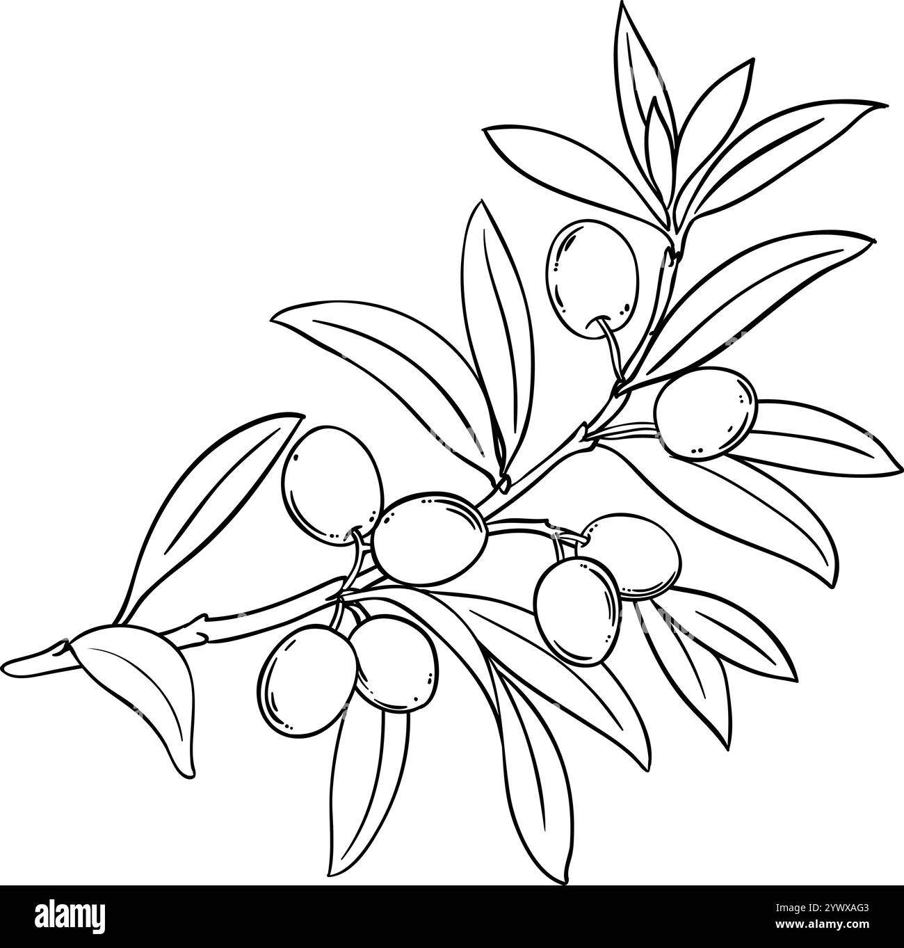 Olive Branch Isolated Outline Illustration Stock Vector Image & Art - Alamy