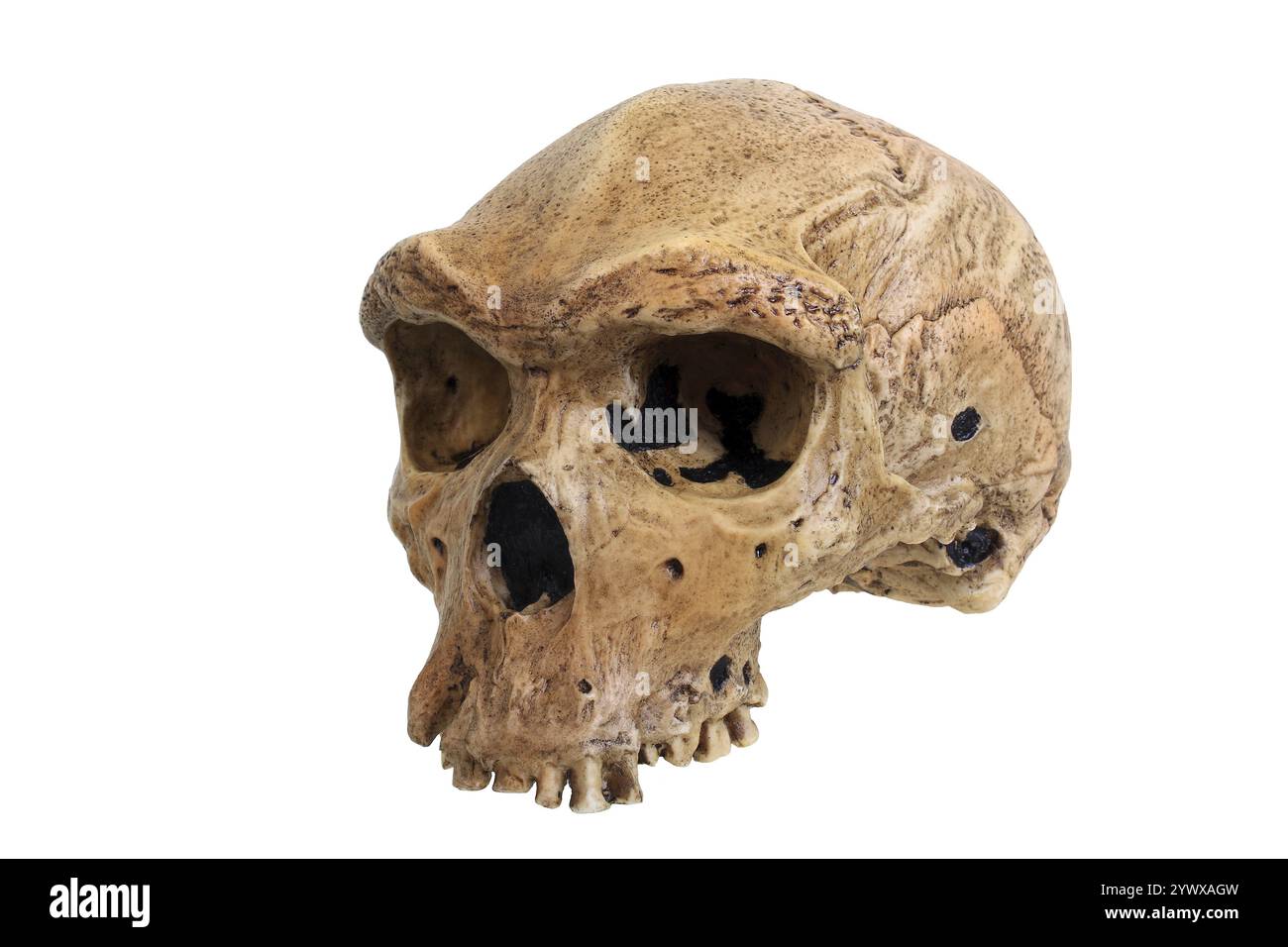 Family tree human evolution hi-res stock photography and images - Alamy