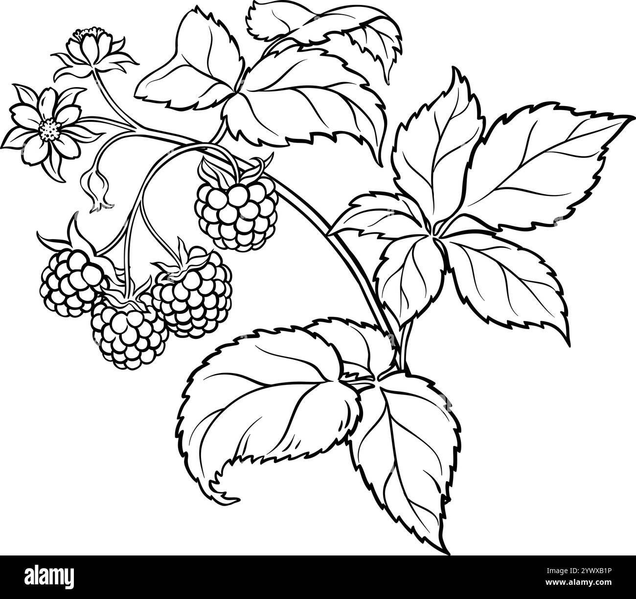 Raspberry Branch Colored Detailed Illustration Stock Vector Image & Art ...
