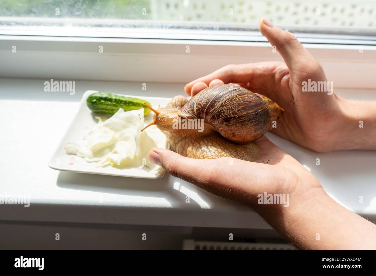 Big snail achatina pet in hands. Animal at home Stock Photo - Alamy