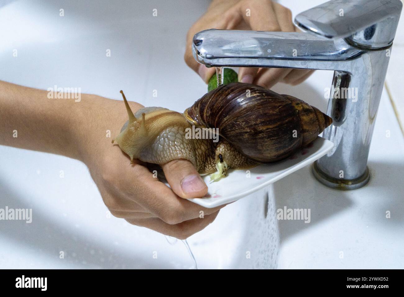 Big snail achatina pet wash care. Animal at home Stock Photo - Alamy
