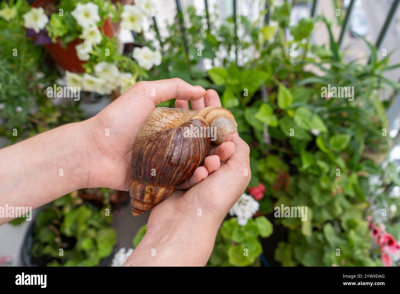 Big snail achatina pet. Animal walk in green nature outdoor Stock Photo ...