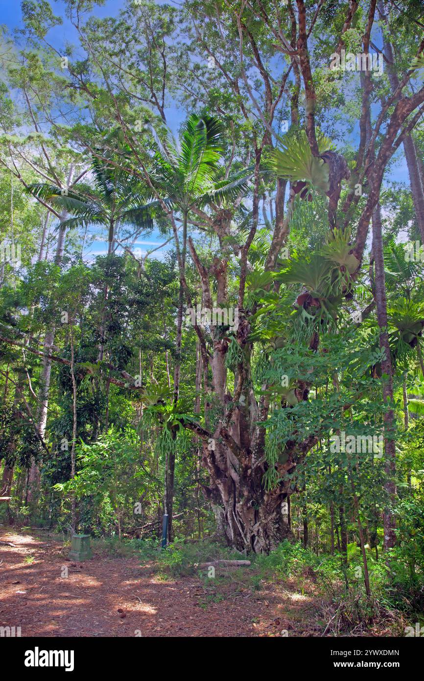 Massive tree with aerial roots and lush green canopy in Great Otway ...