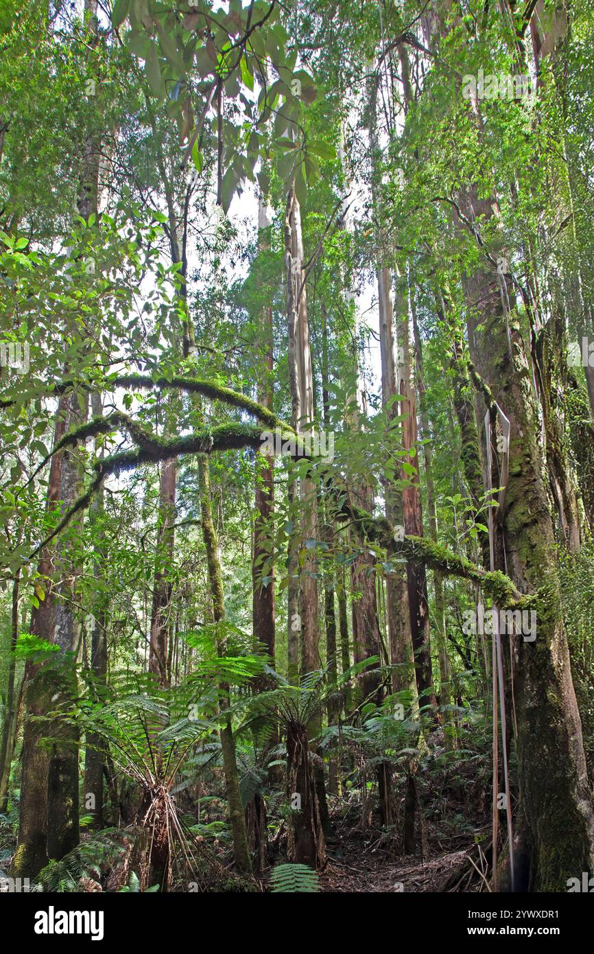 Massive tree with aerial roots and lush green canopy in Great Otway ...