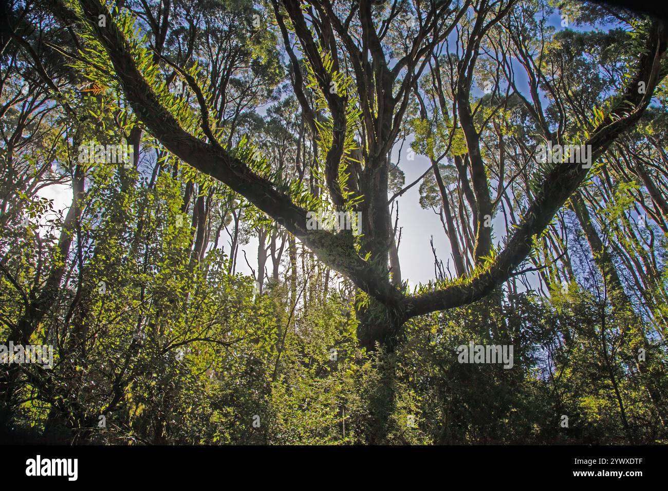 Massive tree with aerial roots and lush green canopy in Great Otway ...