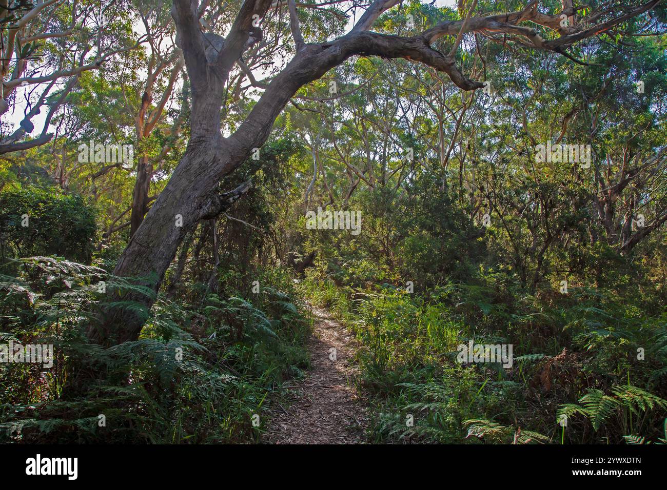 Massive tree with aerial roots and lush green canopy in Great Otway ...
